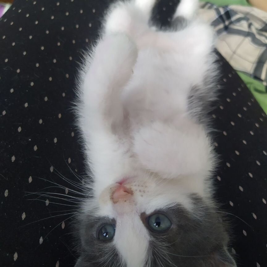 Отдам котенка в добрые руки