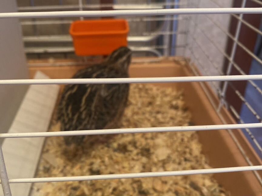 Перепел. Самец