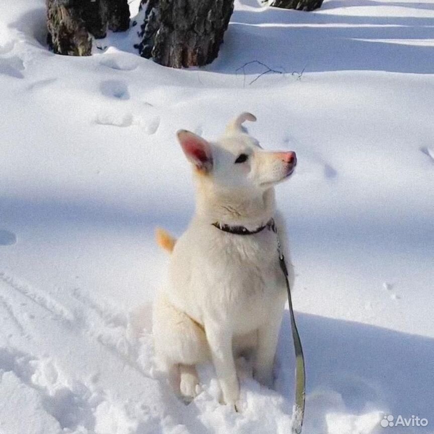 Красивая собака Белла