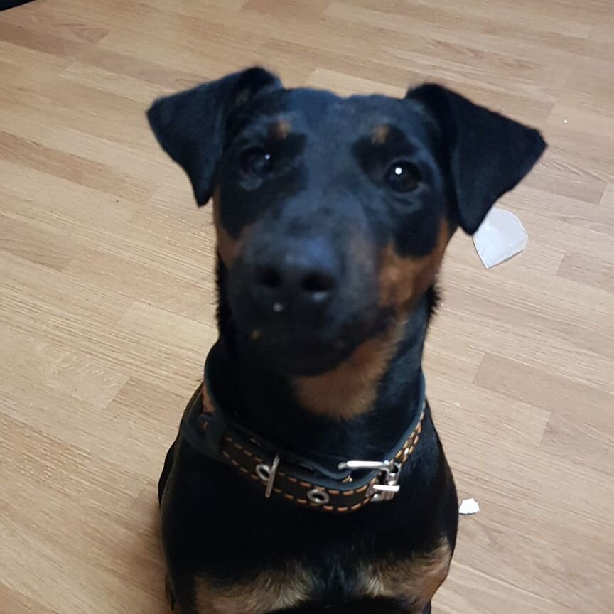 Вязка ягдтерьера