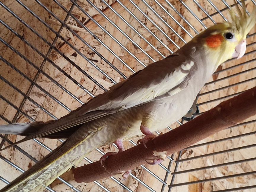 Попугай корелла птенец