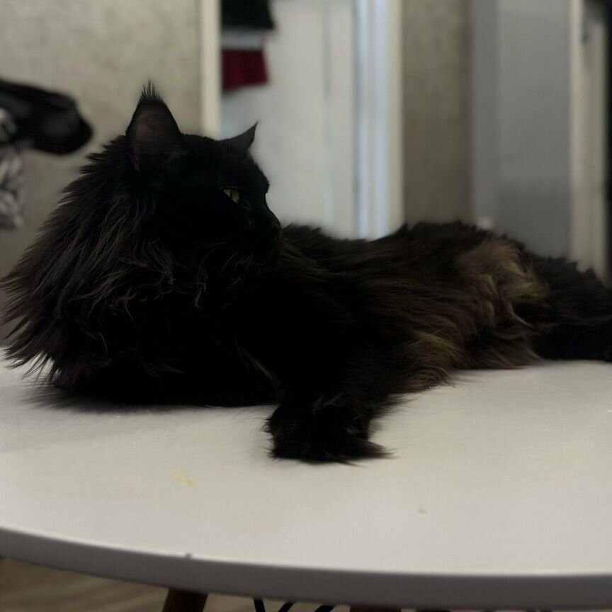 Мейн-кун, взрослая кошка