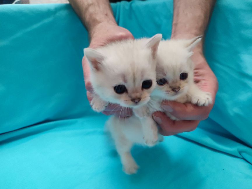 Малыши манчкин