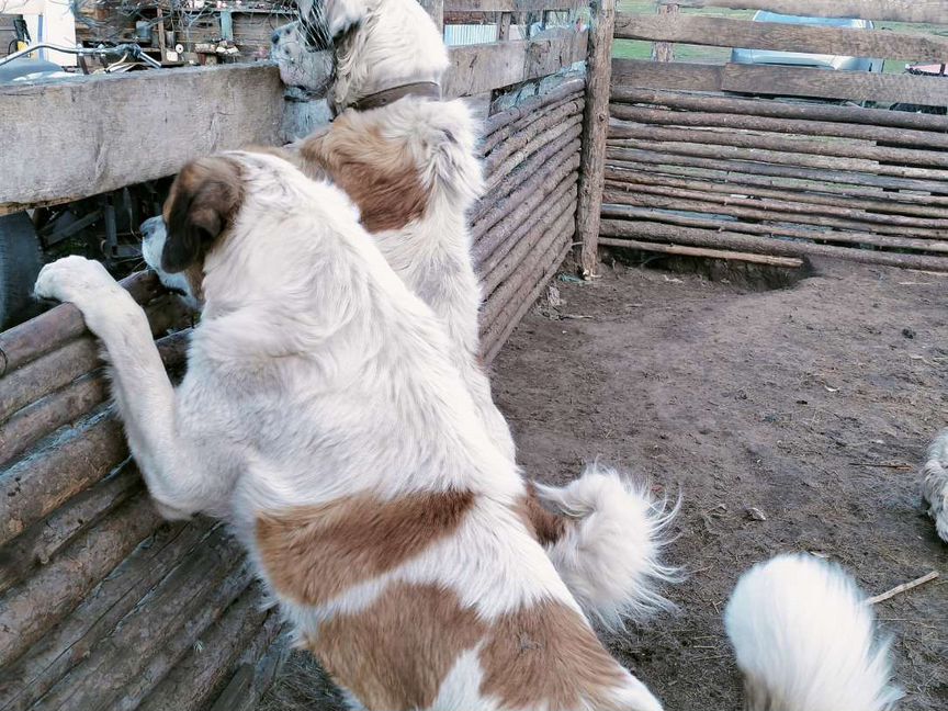 Собака сербернара