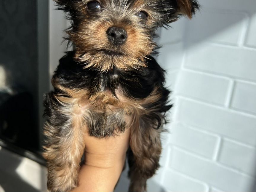 Йоркширский терьер мини щенки бейби фейс