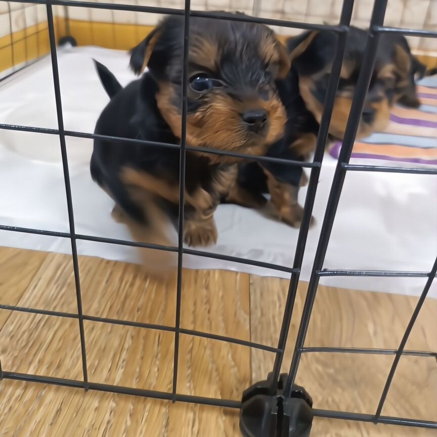 Йоркширский терьер, щенок