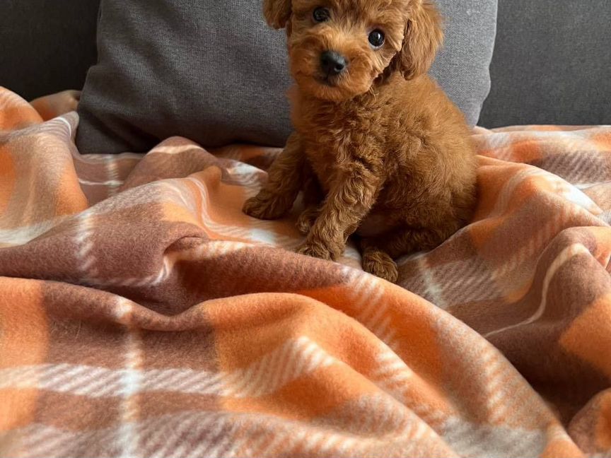 Той-пудель мини девочка