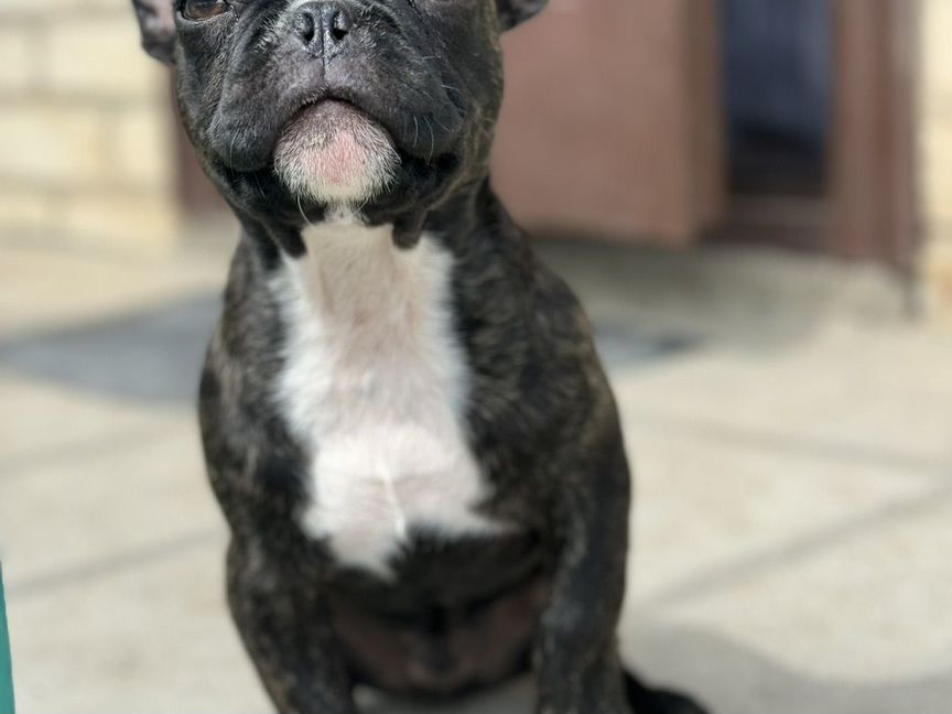 Щенок французкий бульдог