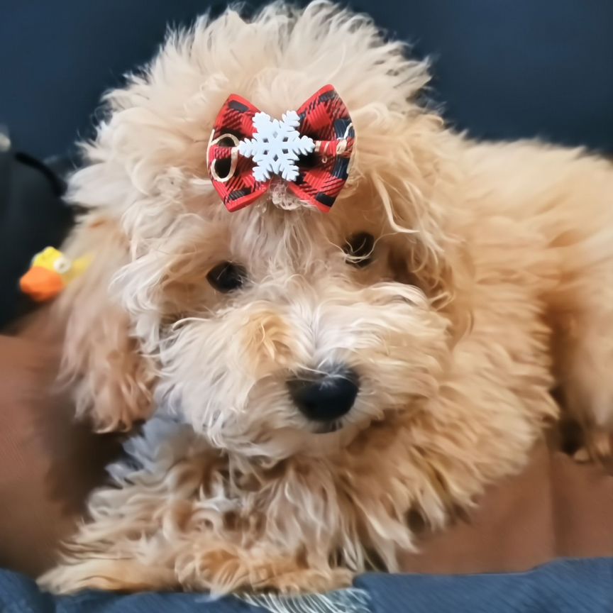 Мальтипу, щенок