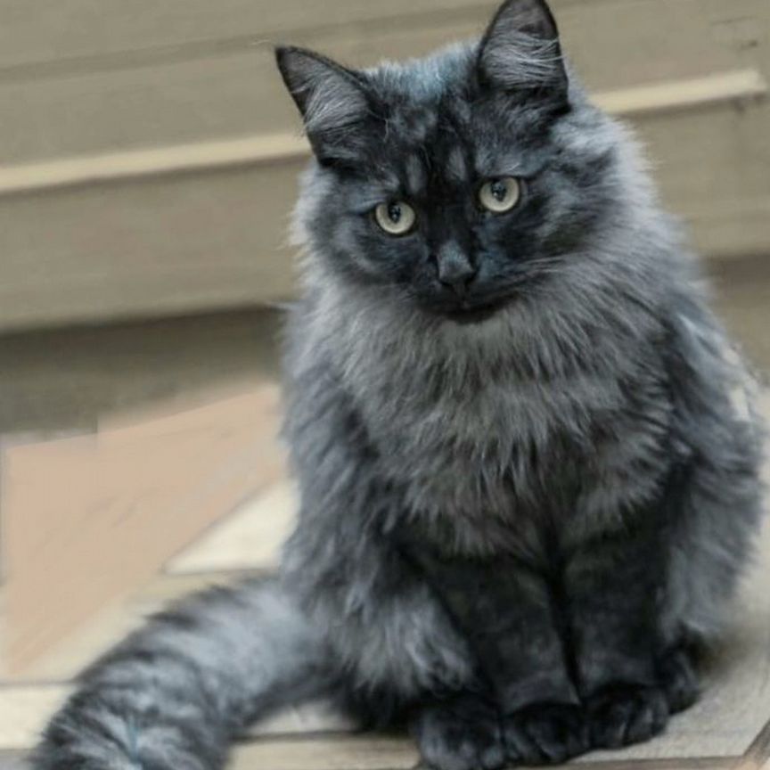 Красивый, воспитанный котик
