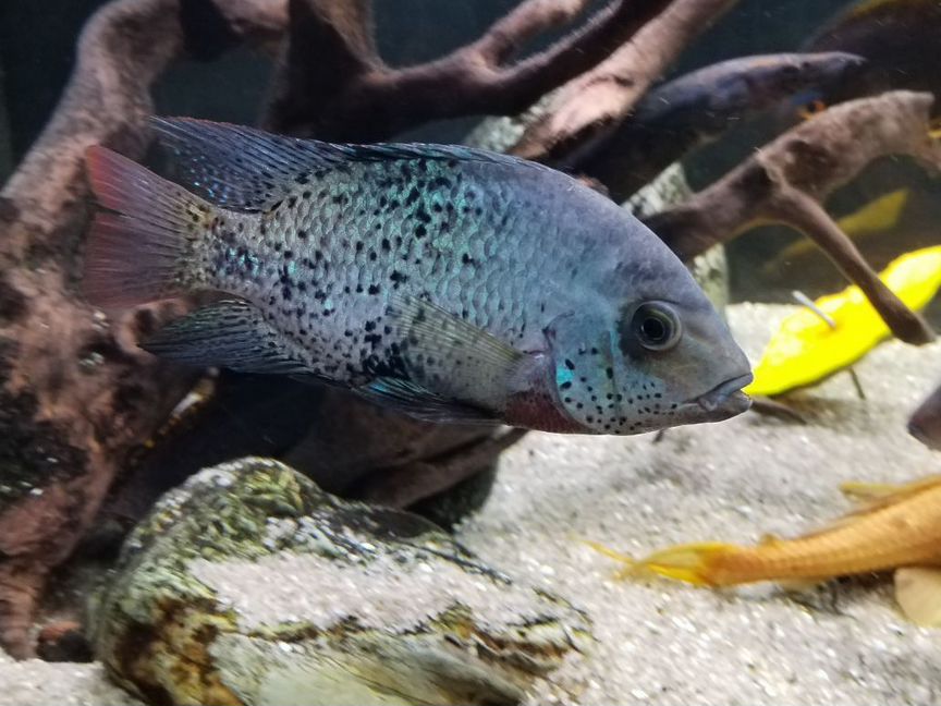 Вьеха красногорлая, цихлида