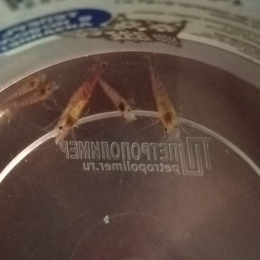 Аквариумные креветки