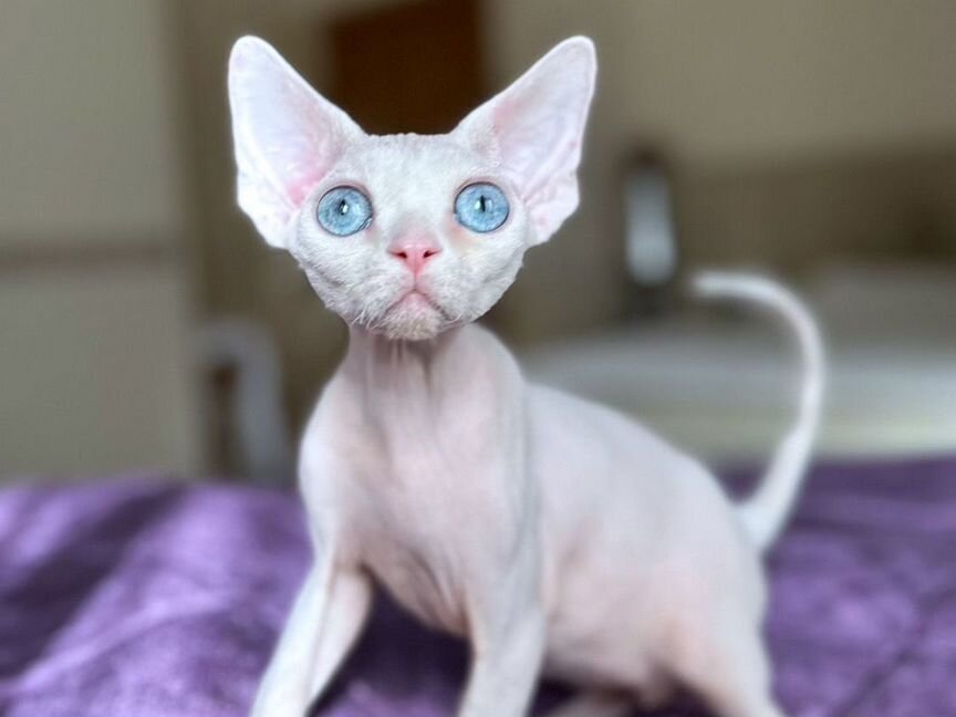 Белоснежные девоны -ангелочки