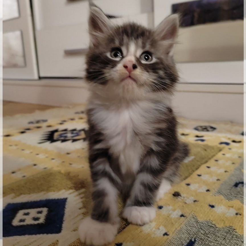 Котята мэйн кун