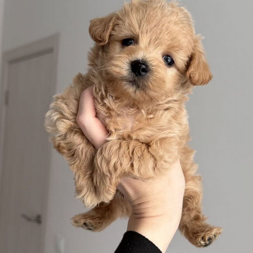 Мальтипу, щенок