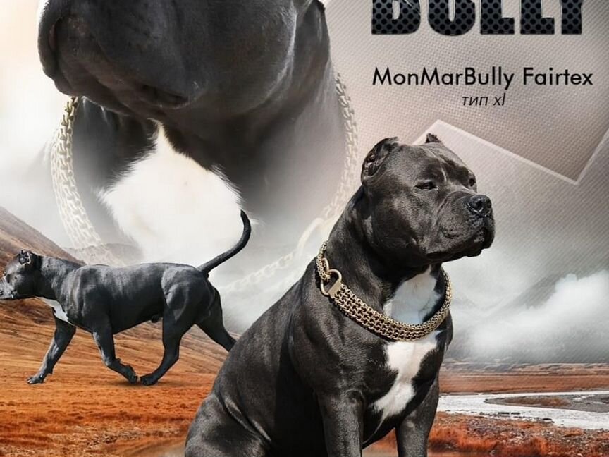 Американский булли xl вязка