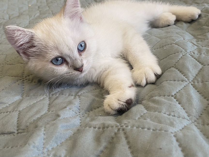 Котята шотландские шиншиллы