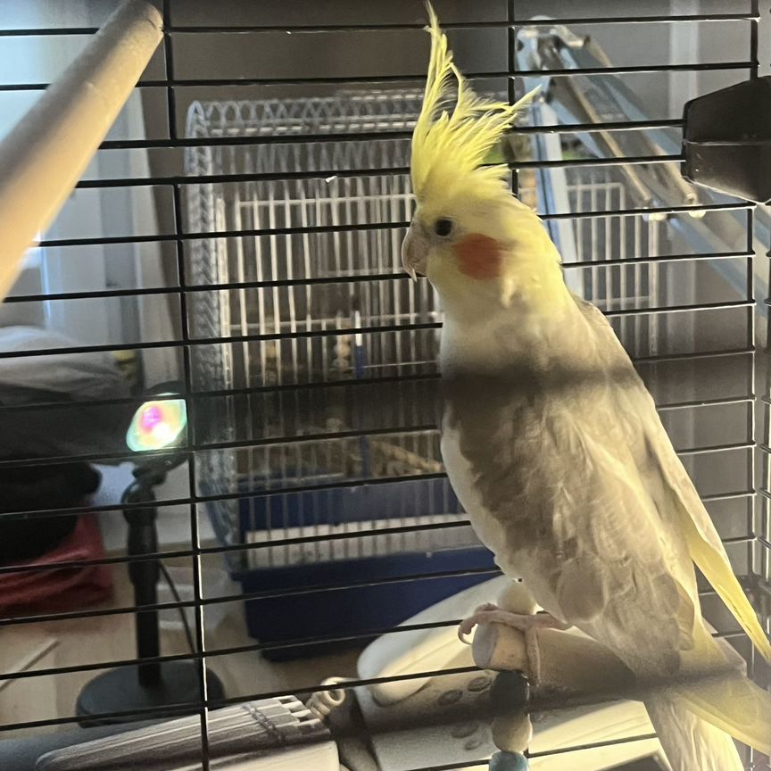 Попугай корелла с клеткой