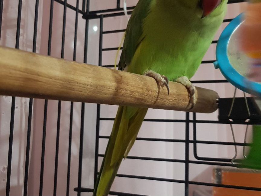 Ожереловый попугай самец