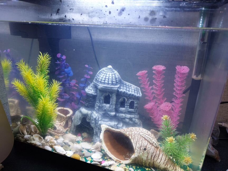 Аквариум с рыбками