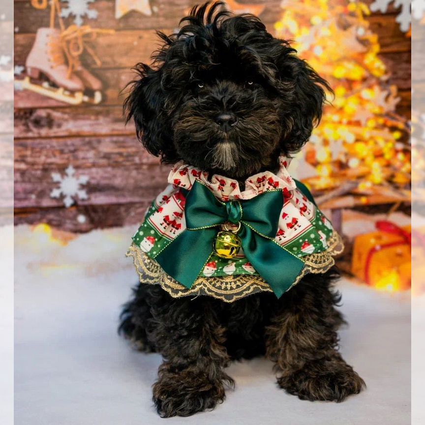 Мальтипу, щенок