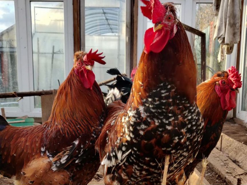 Молодые петушки разных пород