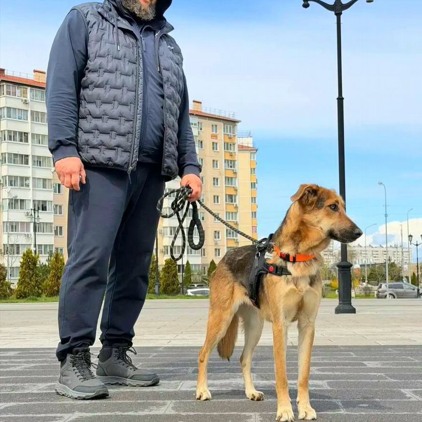 Взрослая собака в добрые руки