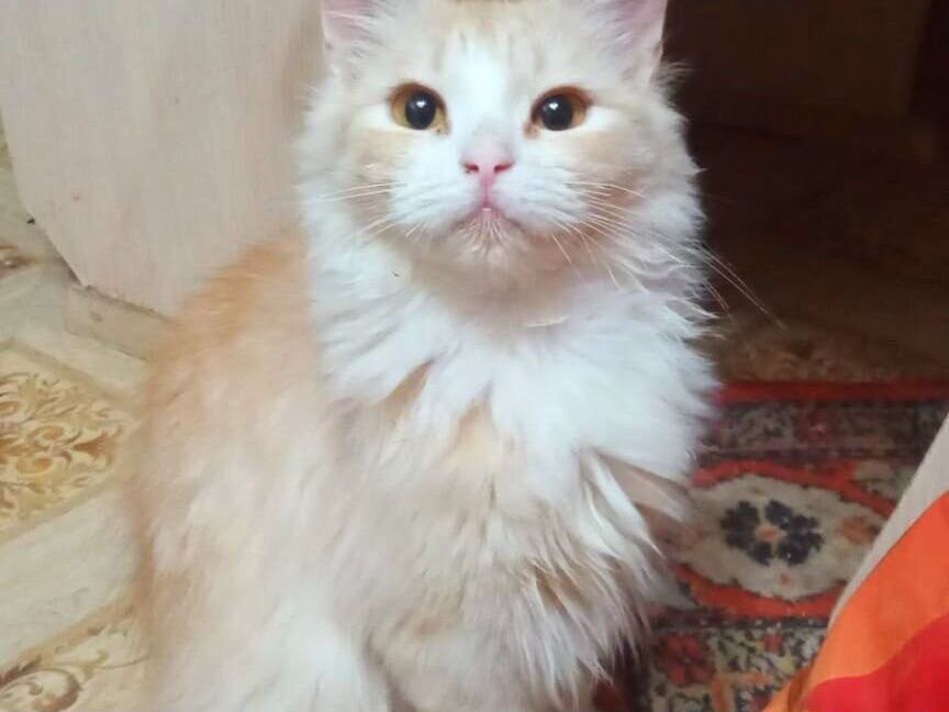 Коты и кошки стерилизованные г.Алапаевск