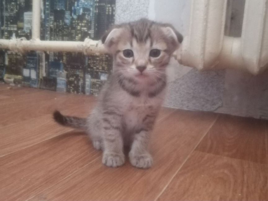 Шотландские котята