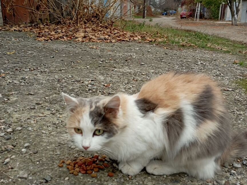 Кошка
