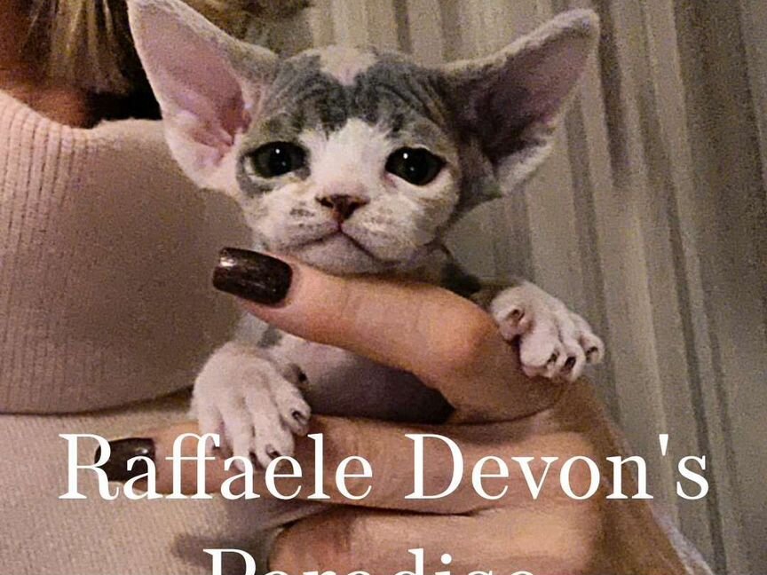 Котята девон-рекс