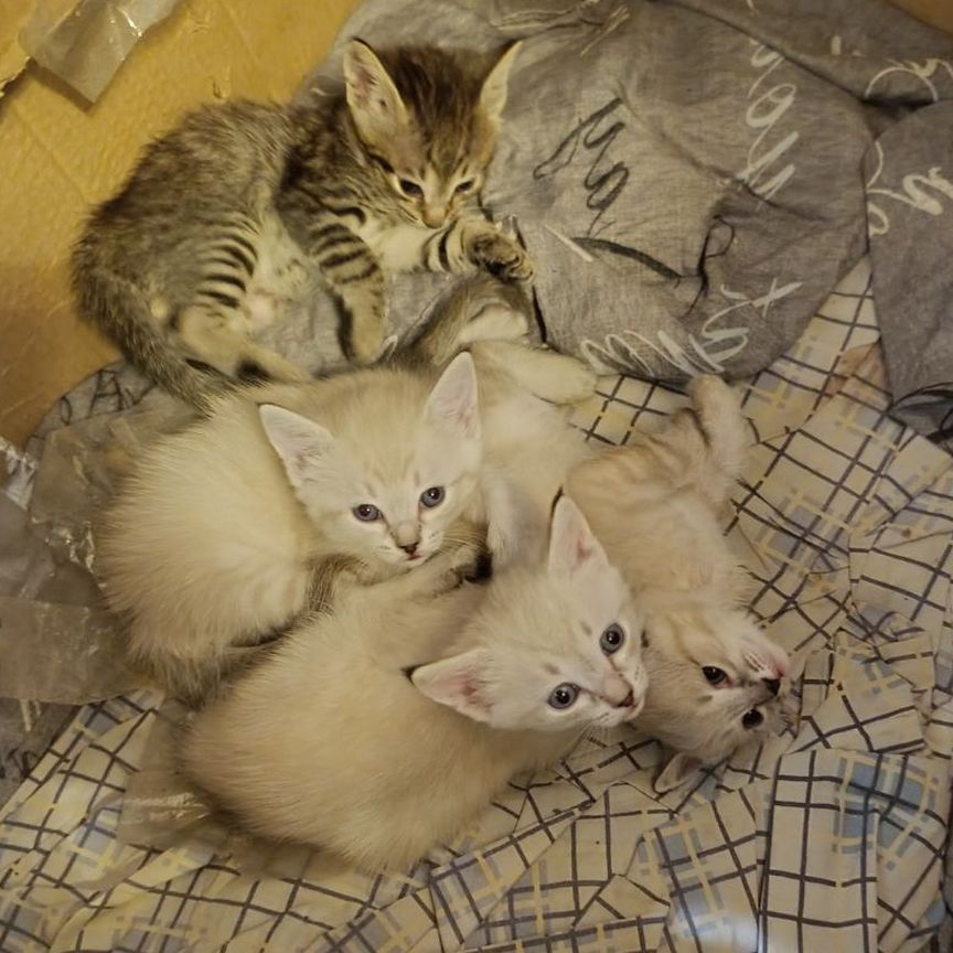 Котёнок от частного владельца