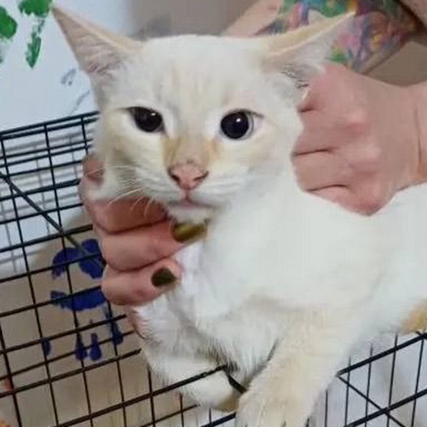 Котёнок в добрые руки