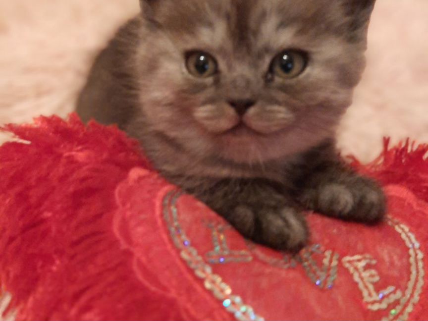 Отдам шотландских котят в хорошие руки