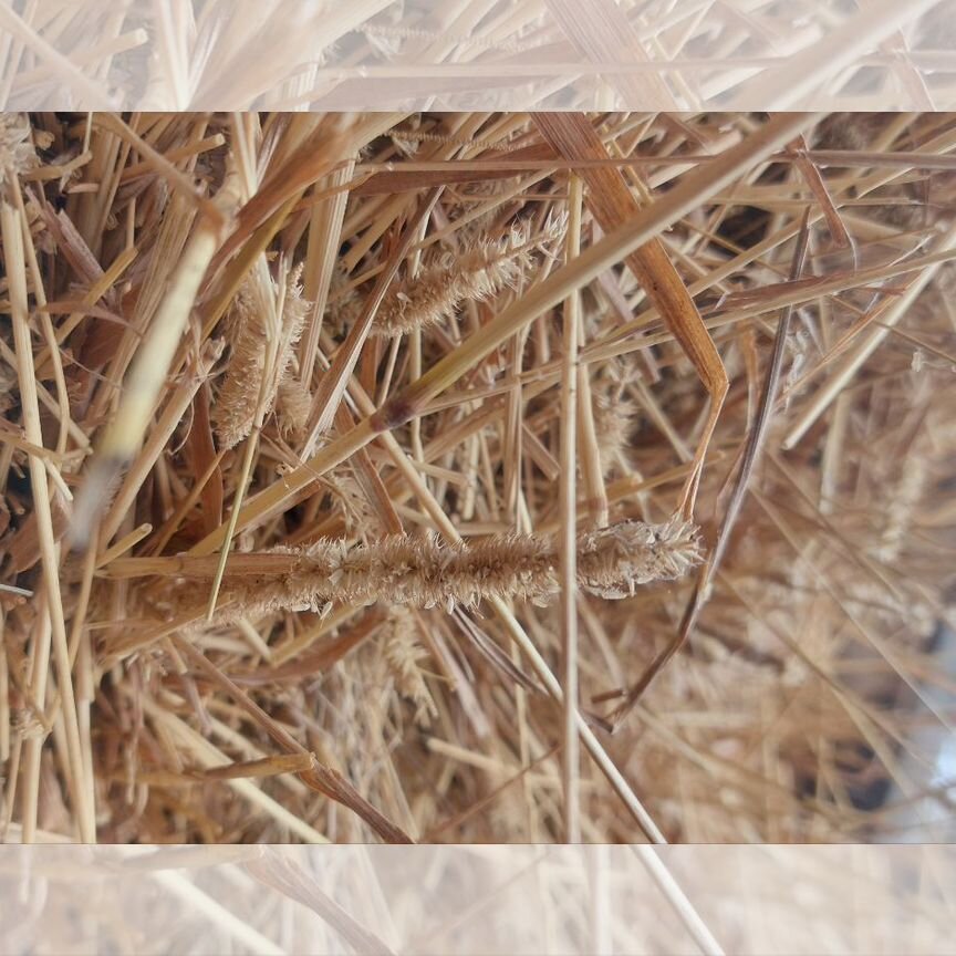 Продам сено (Тимофеевка) для кроликов,коз и др