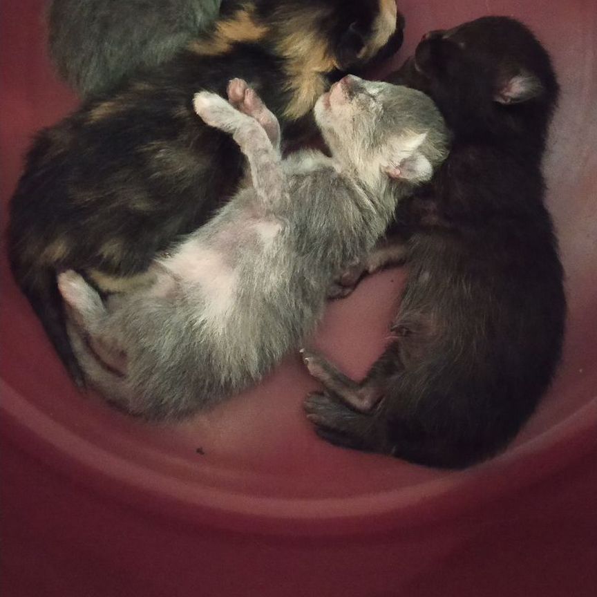 Котята домашние в добрые руки