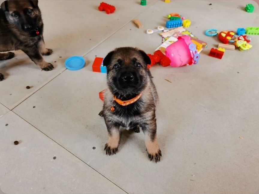 Щенки немецкой овчарки