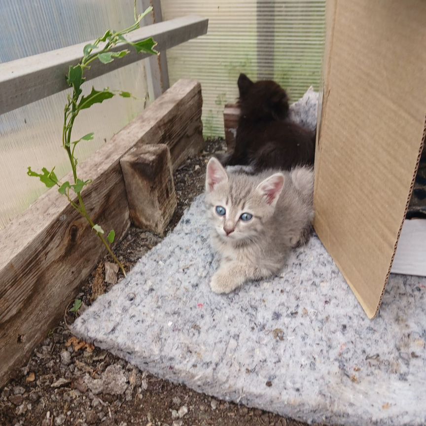 Котята в добрые руки бесплатно