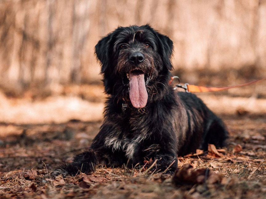 Собака в добрые руки отдам бесплатно
