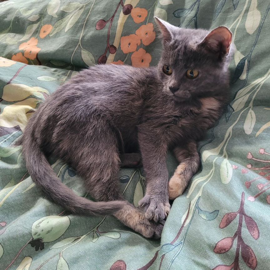 Котенок 2.5 месяца девочка