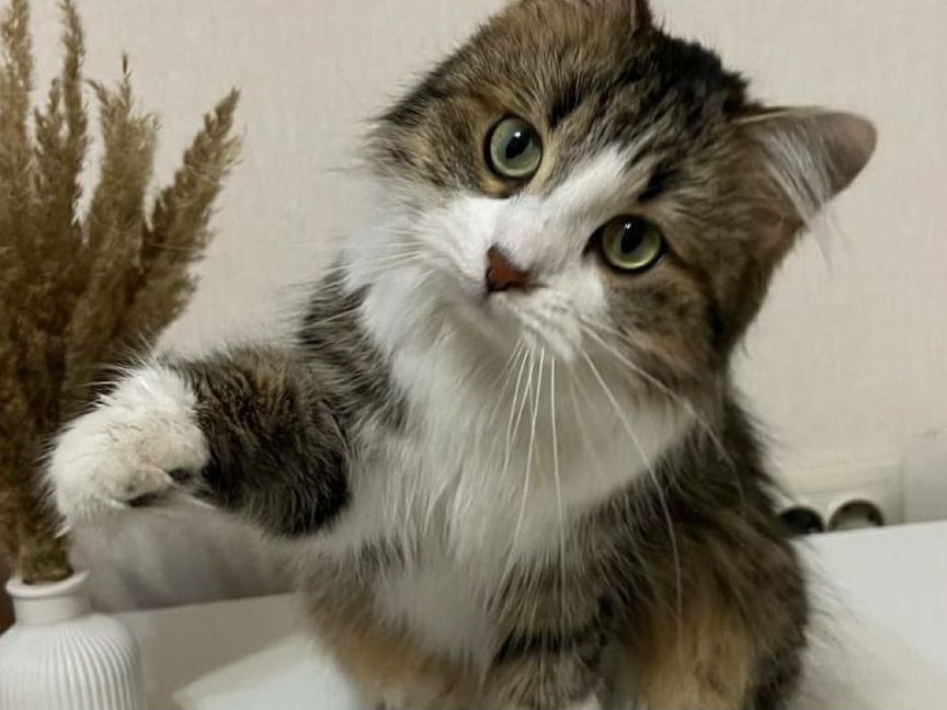 Чудо кошка ищет семью