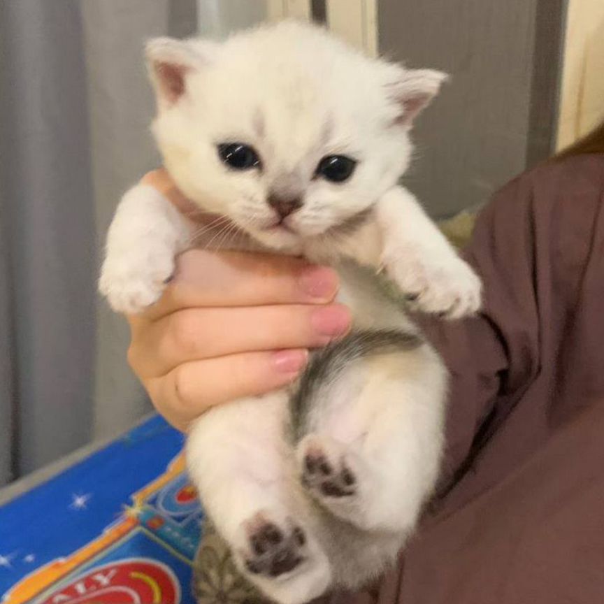 Шотландский вислоухий короткошёрстный котёнок