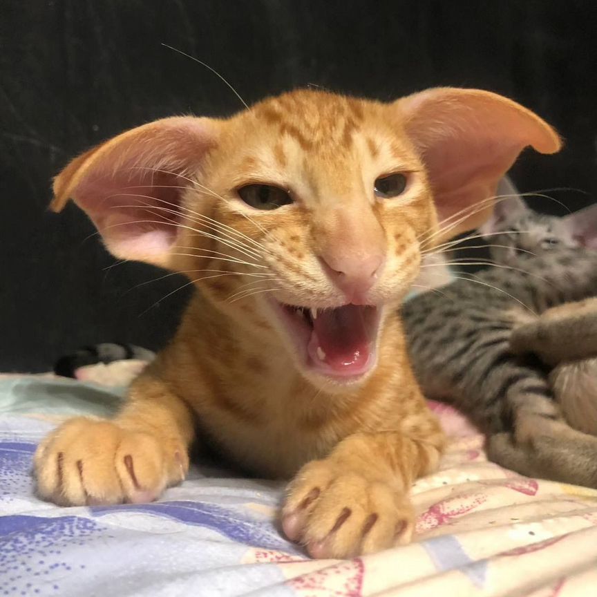 Ориентальные котята