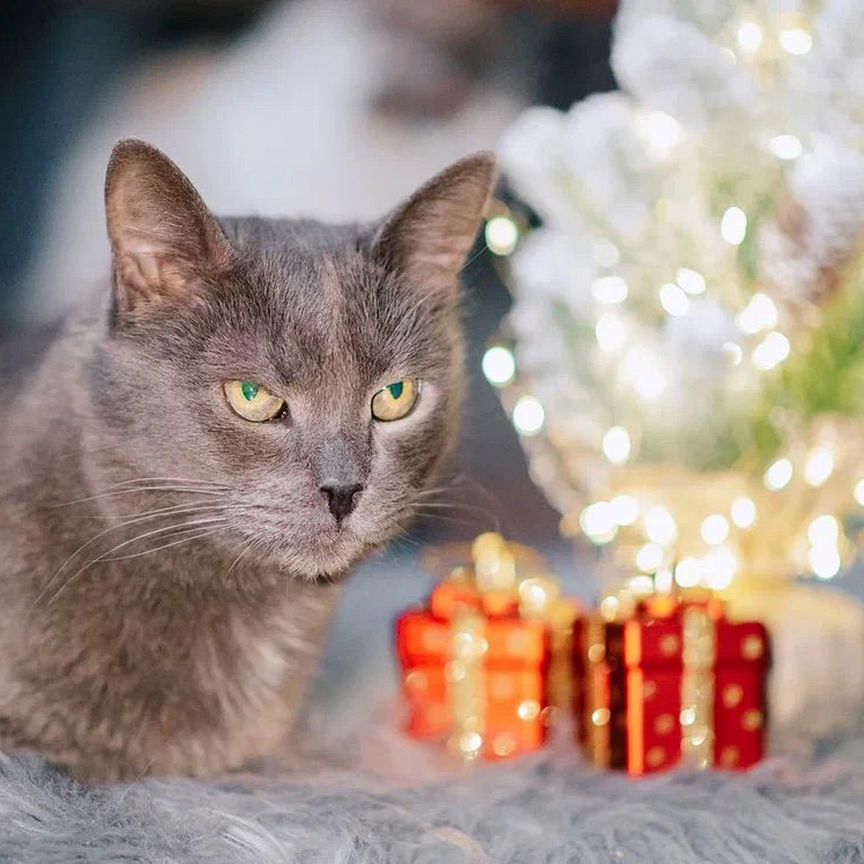 Котик из приюта бесплатно в добрые руки