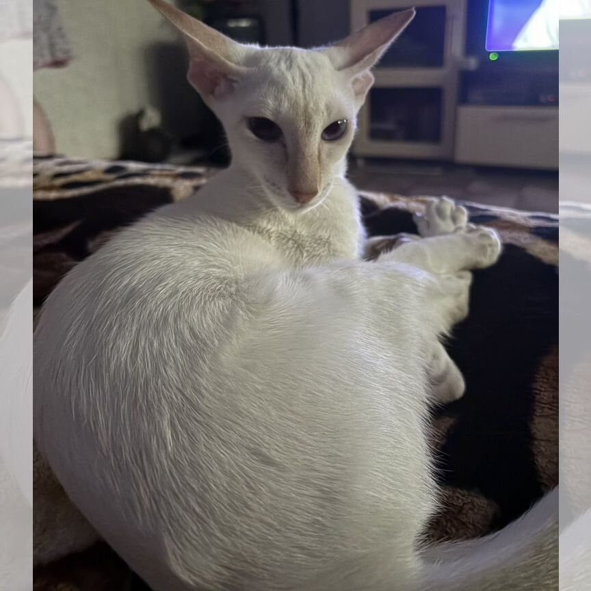 Ориентальная, взрослая кошка