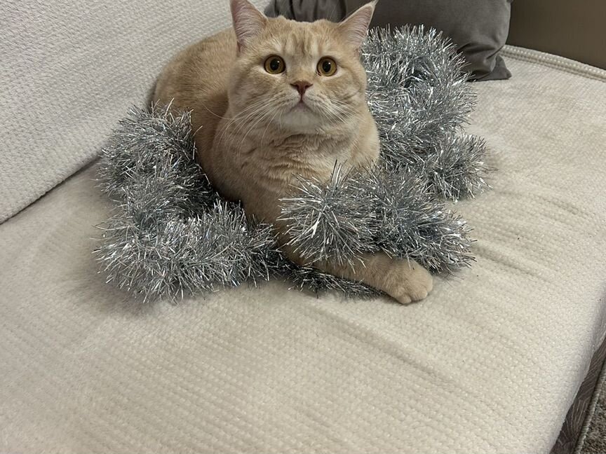 Отдам кота в добрые руки