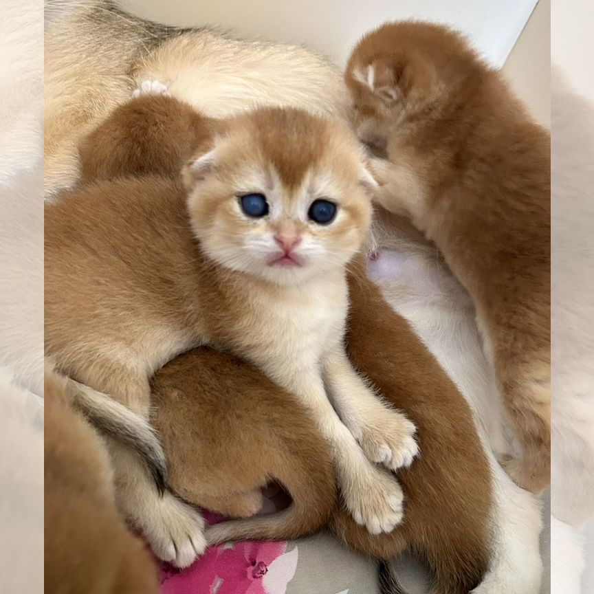 Шотландский вислоухий короткошёрстный котёнок