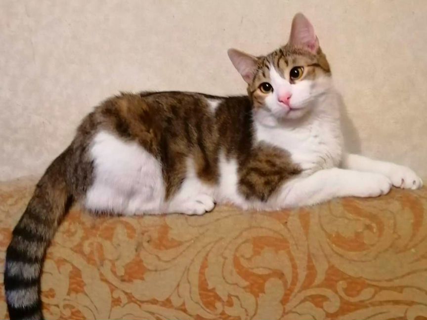 Котенок заждался