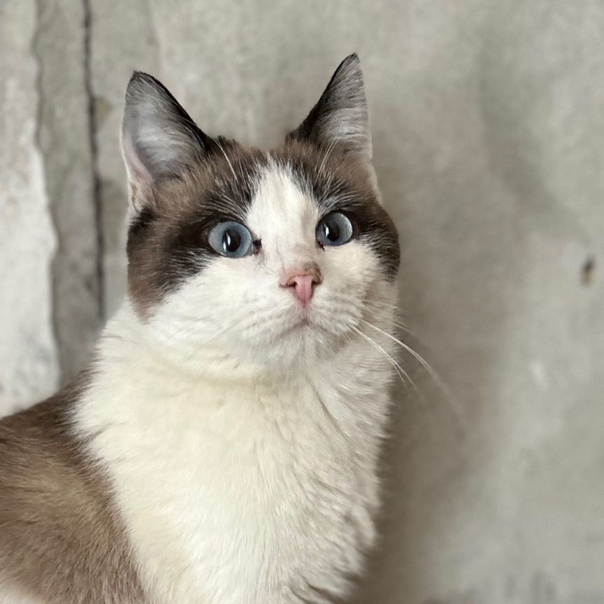 Кастрированный Котик в добрые руки