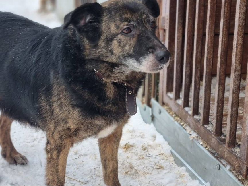 Собака из приюта